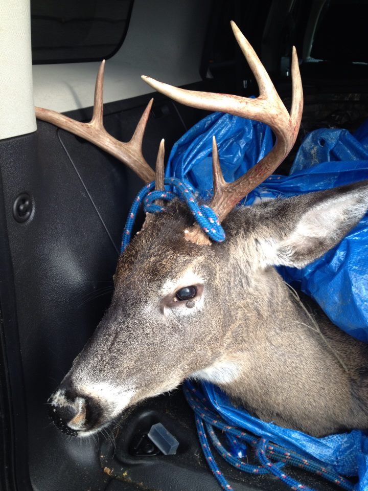 Guided Adirondack Whitetail Deer Hunts in New York Guided Adirondack Whitetail Deer Hunts in New York